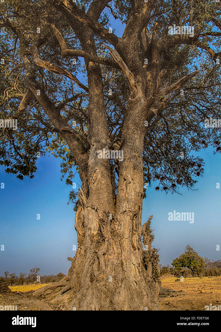 Mopane baum -Fotos und -Bildmaterial in hoher Auflösung – Alamy