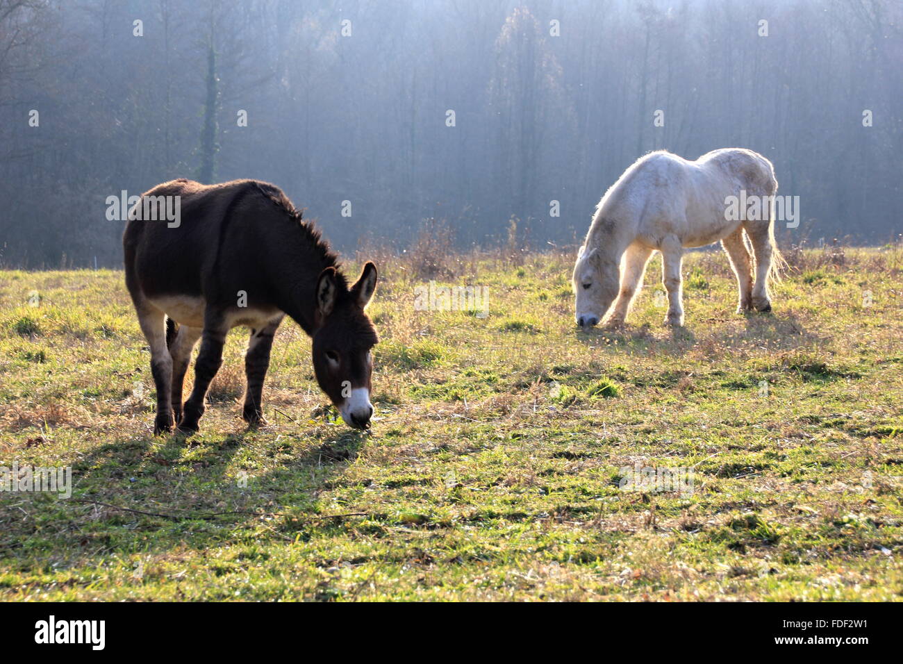 Esel pferd -Fotos und -Bildmaterial in hoher Auflösung – Alamy