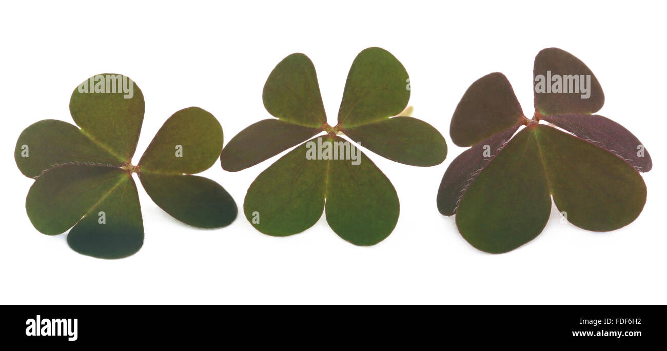 Kleeblatt Klee Stockfotos und -bilder Kaufen - Alamy