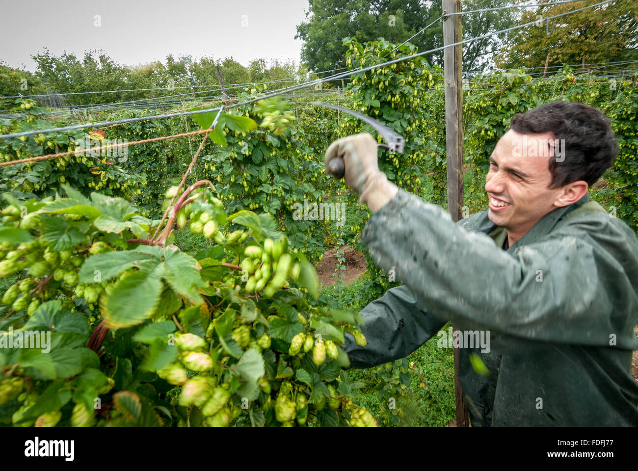 Hopfen ernte traktor -Fotos und -Bildmaterial in hoher Auflösung – Alamy