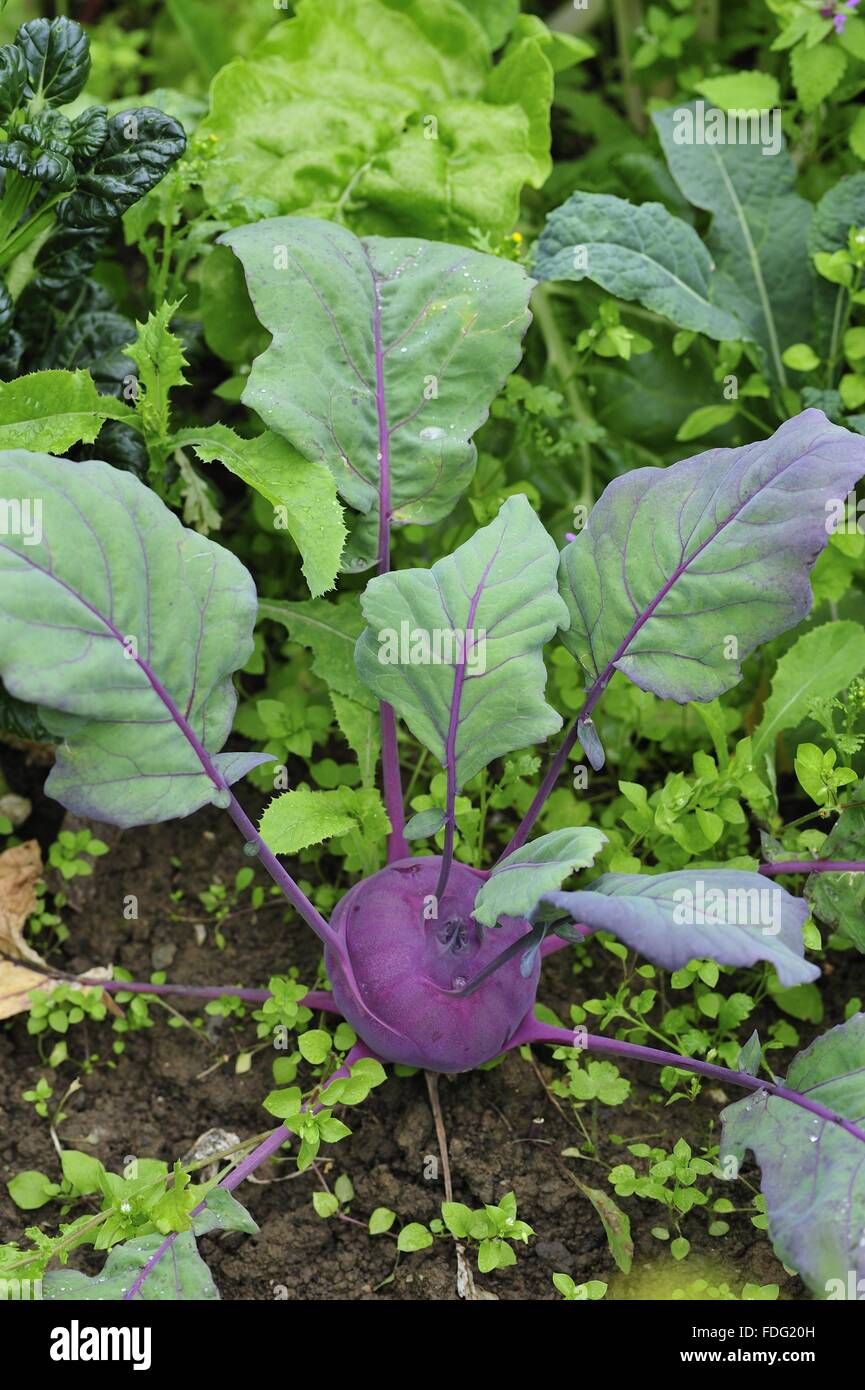 Rübe - Weiße Rübe (Brassica Rapa) in einem Gemüsegarten Stockfotografie ...