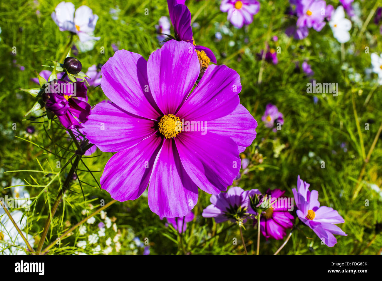 Lila gartenkosmos -Fotos und -Bildmaterial in hoher Auflösung – Alamy