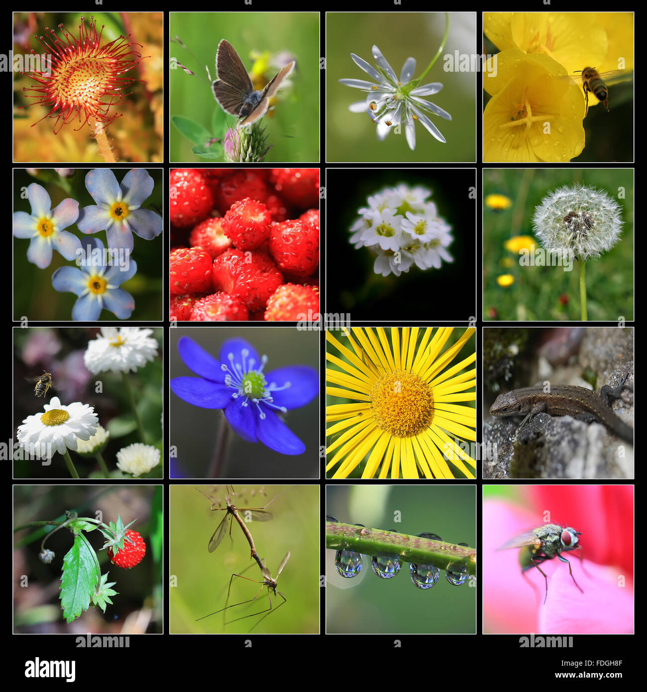 Collage von Natur aus 16 Makro Bilder gemacht Stockfotografie - Alamy