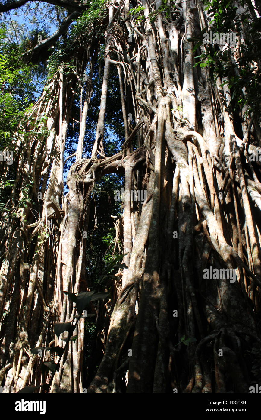 Liane urwald -Fotos und -Bildmaterial in hoher Auflösung – Alamy