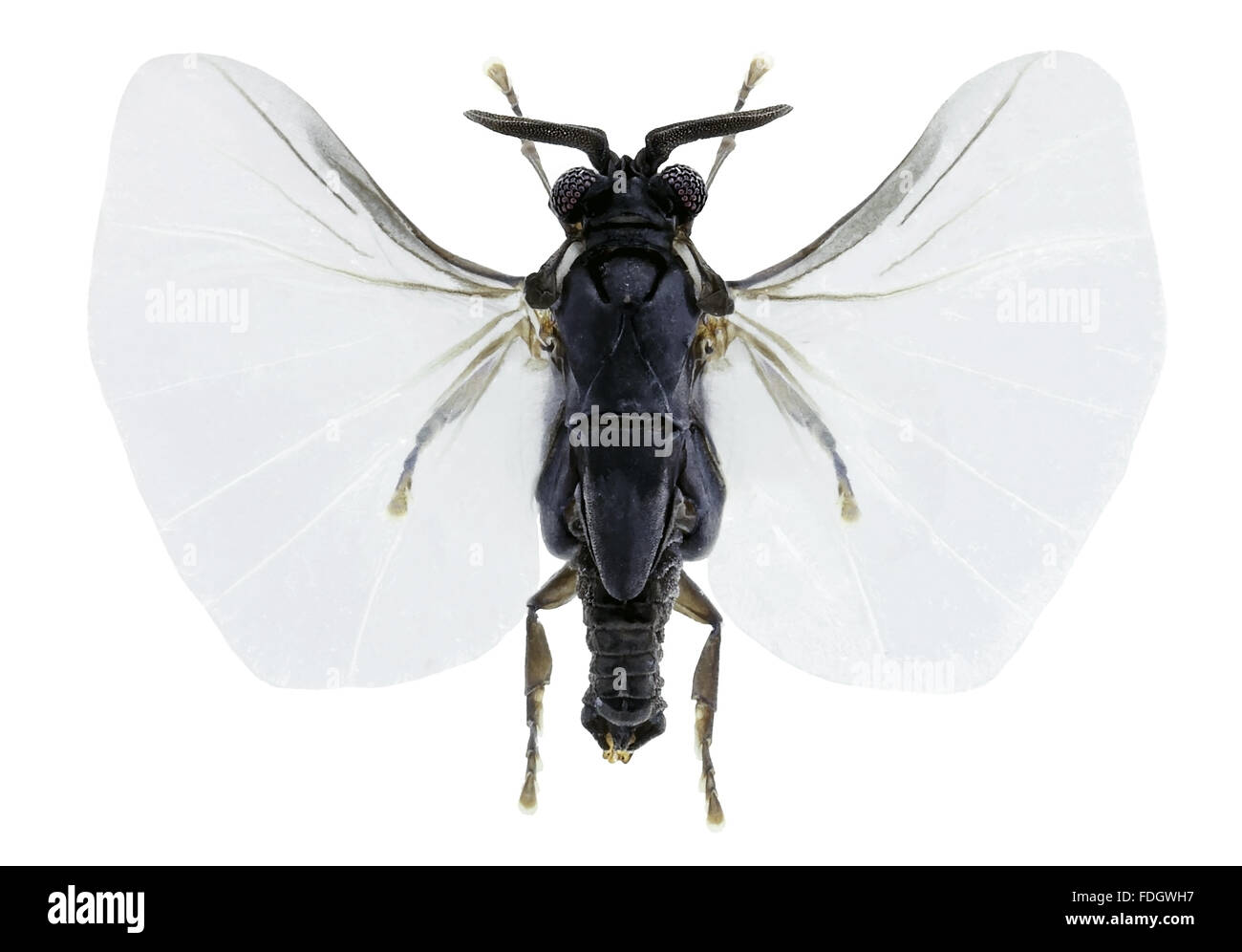 Parasiten insekt -Fotos und -Bildmaterial in hoher Auflösung - Seite 8 ...