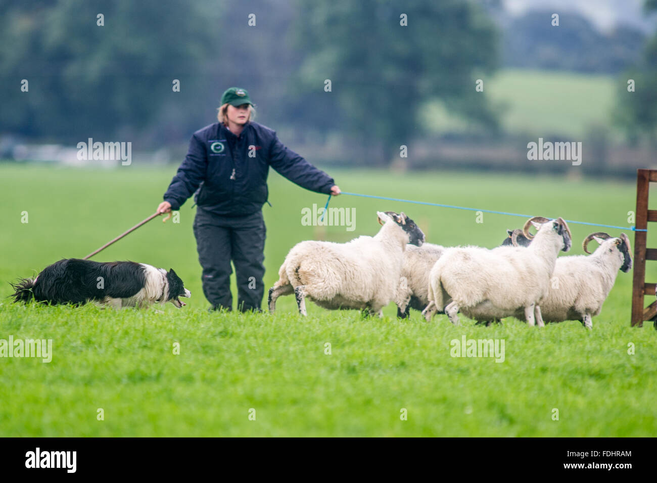 A shepherd -Fotos und -Bildmaterial in hoher Auflösung – Alamy