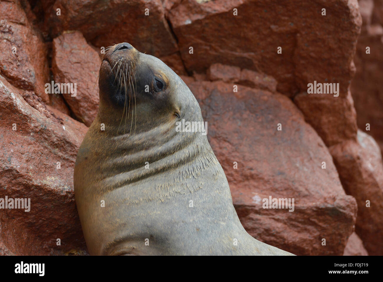 Seelöwen, Ballestas Inseln Paracas, Peru Stockfotografie - Alamy