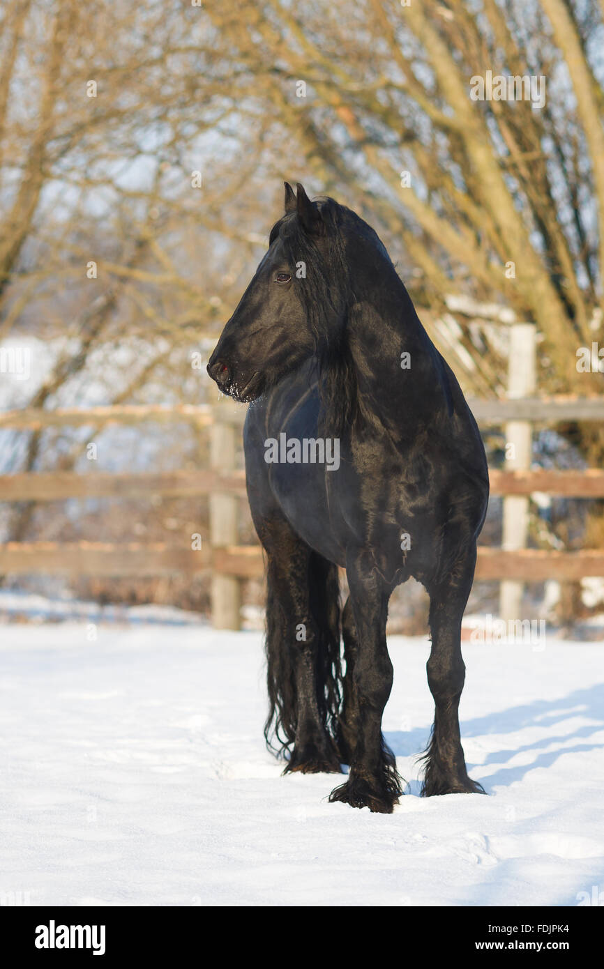 Black horse stable -Fotos und -Bildmaterial in hoher Auflösung – Alamy