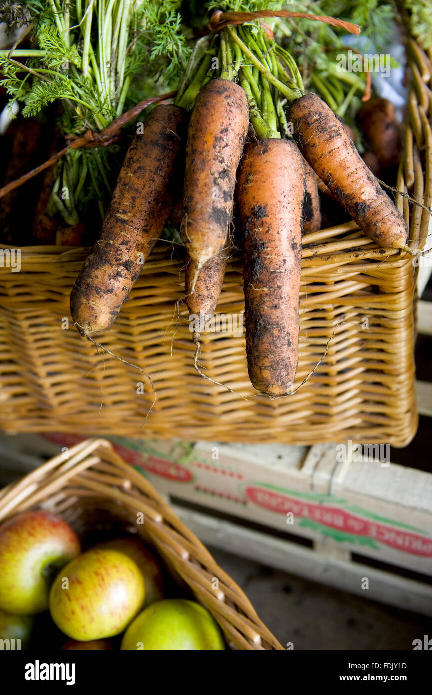 Schlammige karotten -Fotos und -Bildmaterial in hoher Auflösung – Alamy