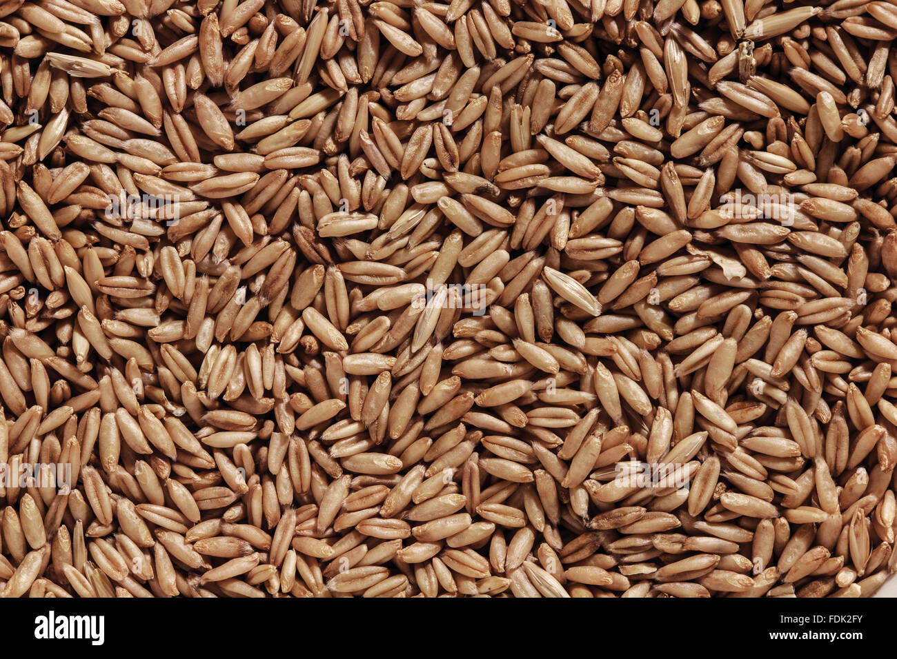 Wilde hafersamen -Fotos und -Bildmaterial in hoher Auflösung – Alamy