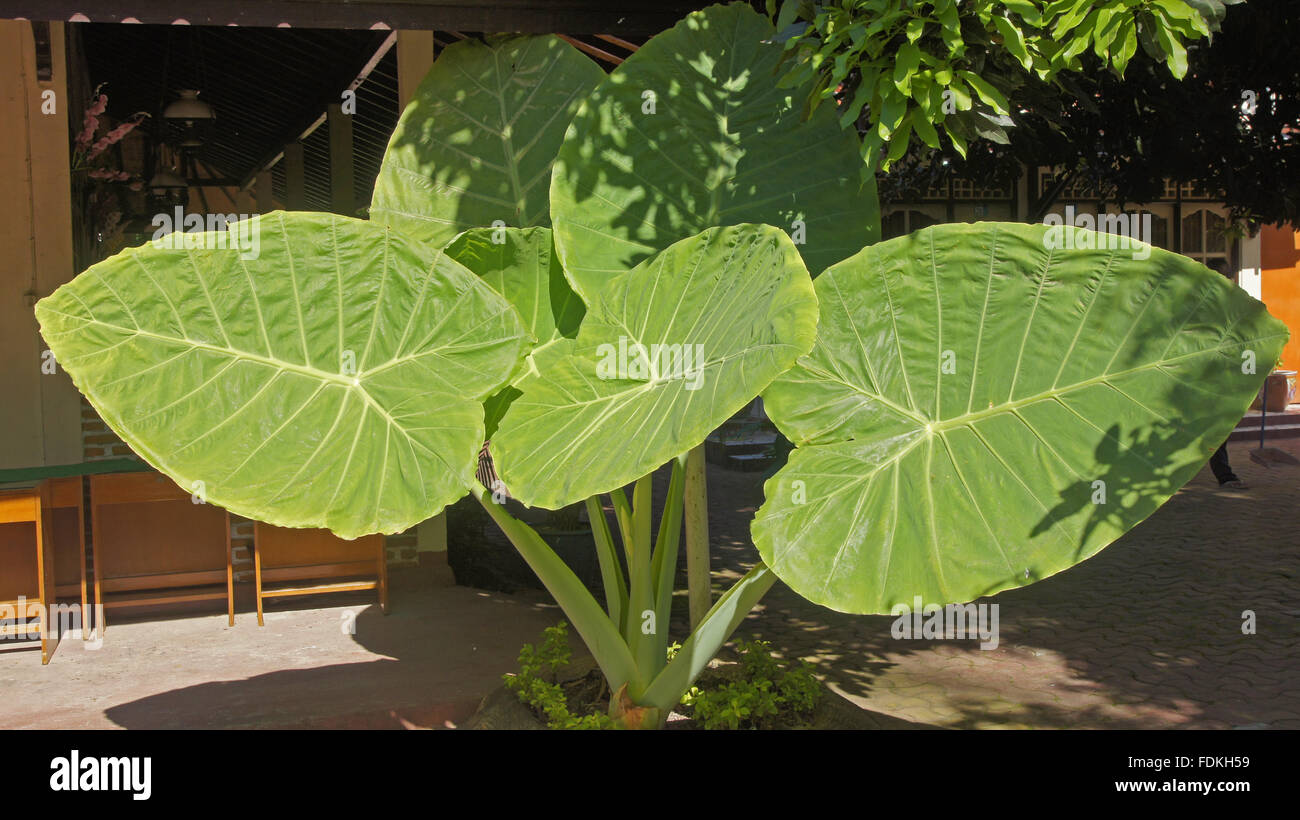 Die talas -Fotos und -Bildmaterial in hoher Auflösung – Alamy