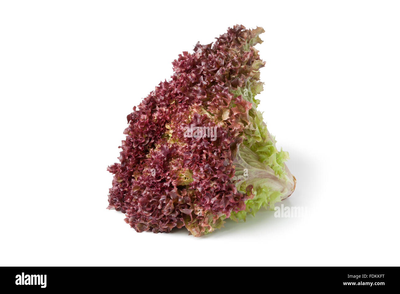 Lollo rosso -Fotos und -Bildmaterial in hoher Auflösung – Alamy