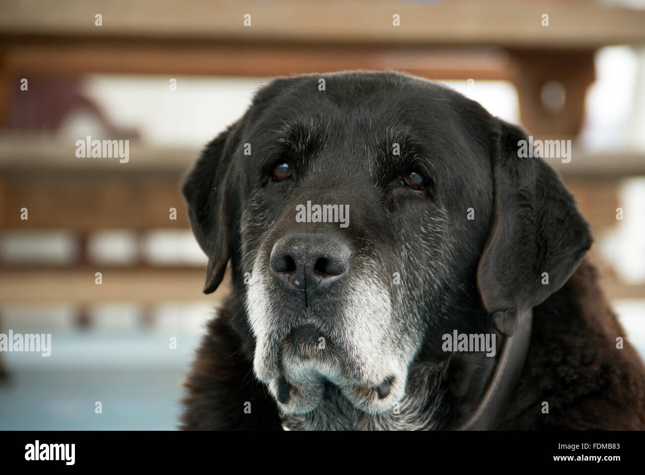 Old black labrador retriever -Fotos und -Bildmaterial in hoher ...