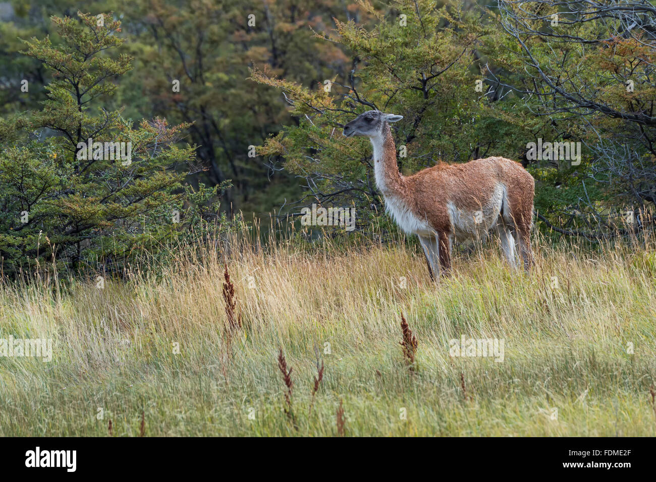 Guanako (Lama Guanicoe) in der Steppe, Torres del Paine Nationalpark ...