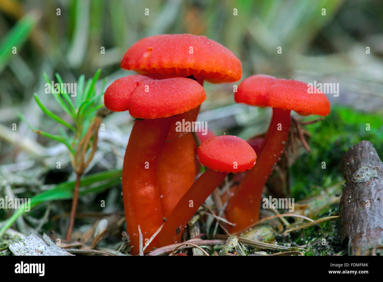 Zinnoberroter wachsdeckel -Fotos und -Bildmaterial in hoher Auflösung ...