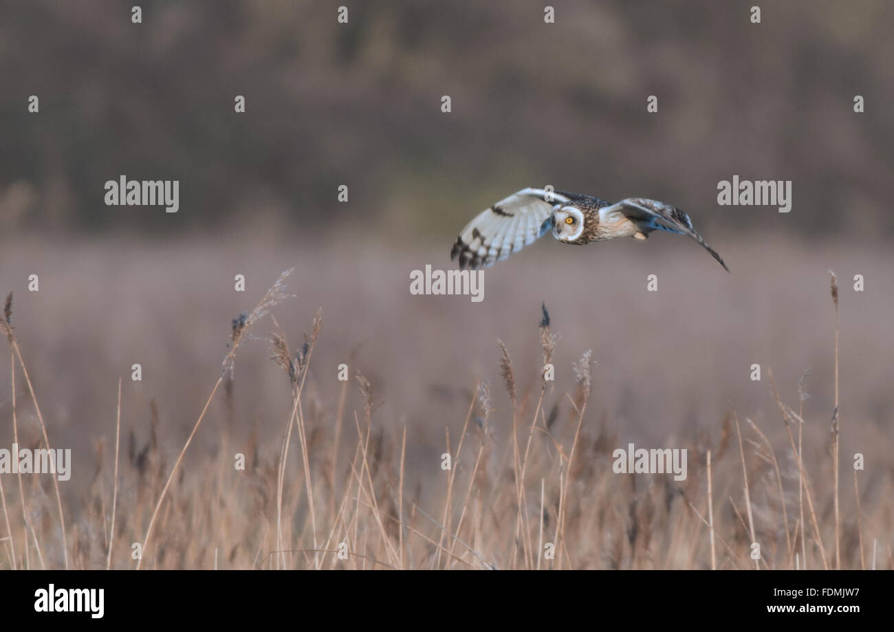 Eule Im Flug Stockfotos und -bilder Kaufen - Alamy