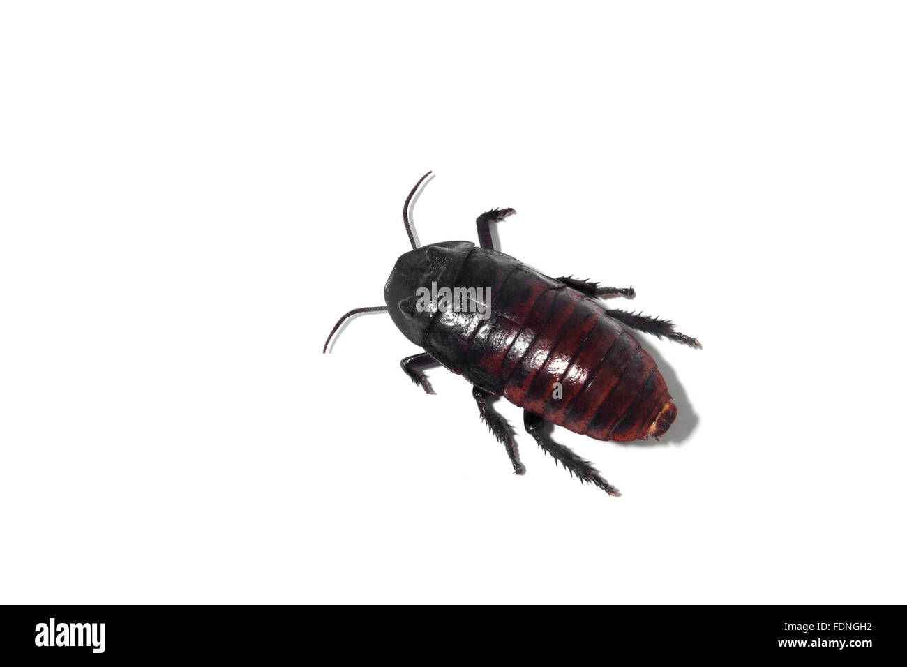 Studioaufnahme einer Kakerlake auf weißem Hintergrund Stockfotografie ...