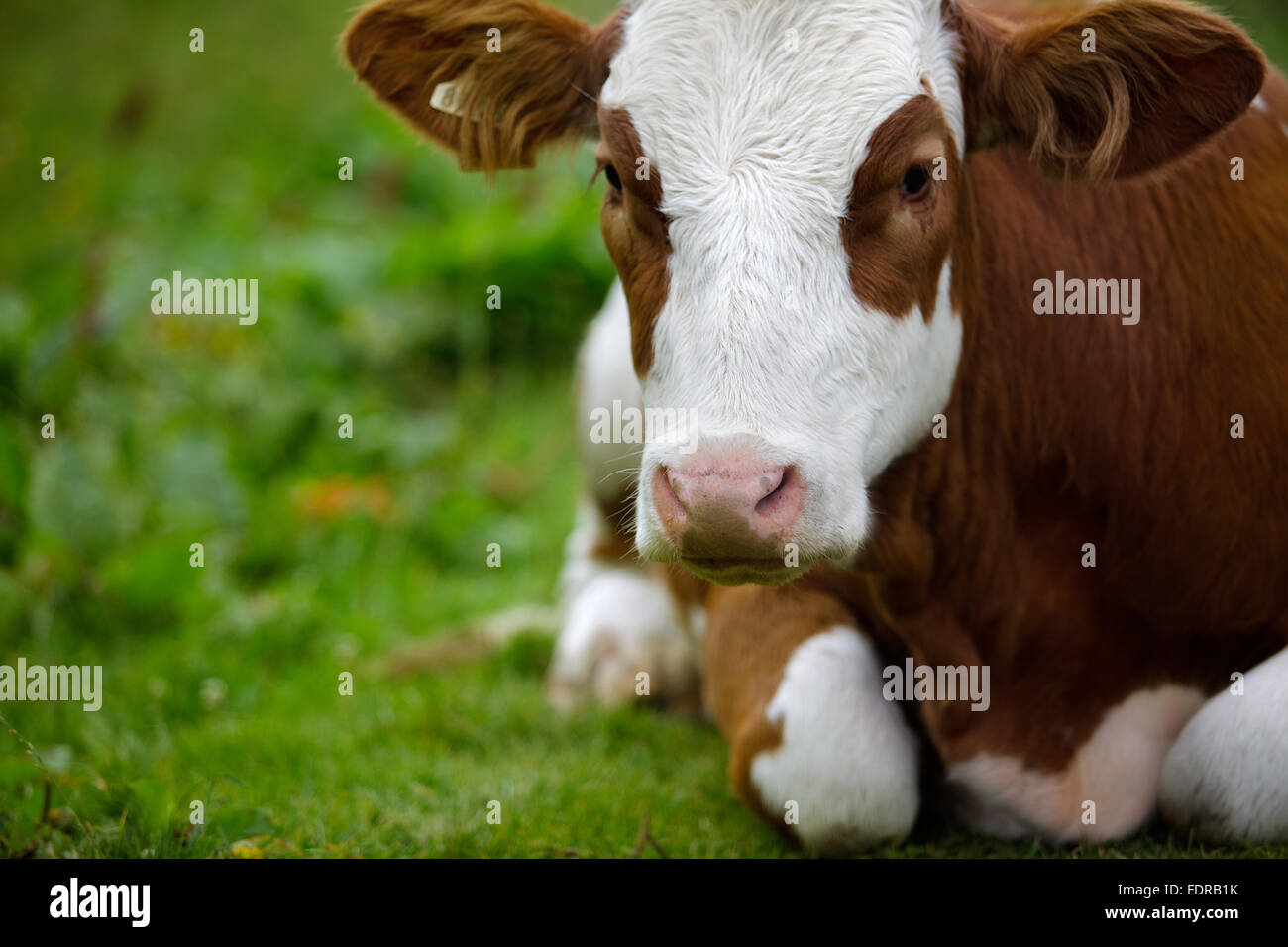 Fleckvieh Rind Stockfotos und -bilder Kaufen - Alamy