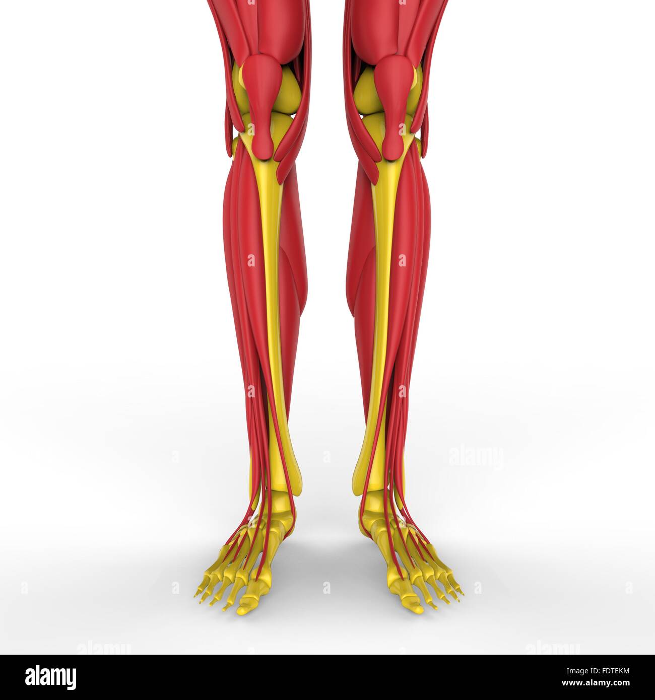 Menschliche Körper Muskeln Anatomie Stockfotografie - Alamy