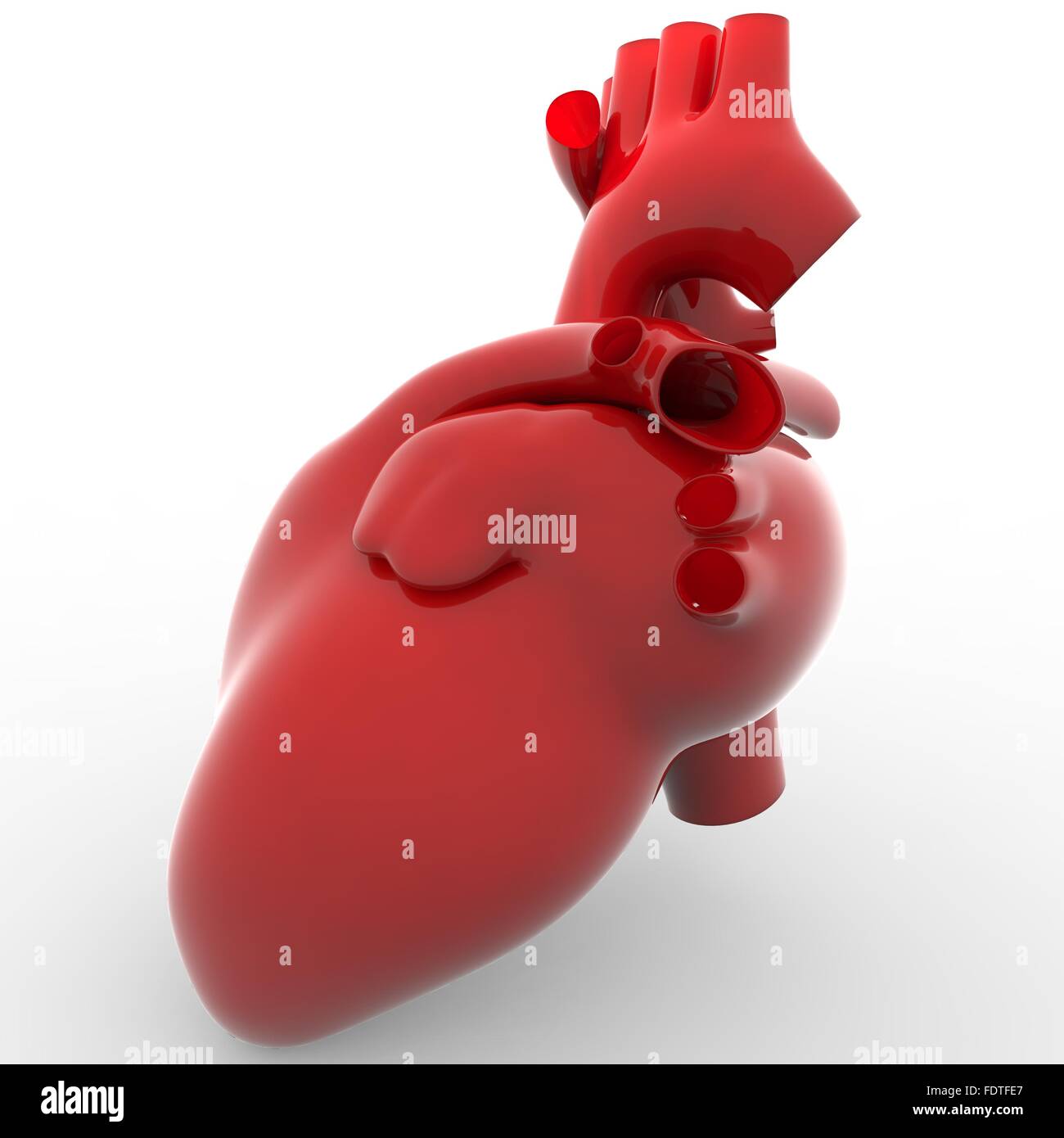 Herz-kreislauf-System Herz Anatomie Stockfotografie - Alamy