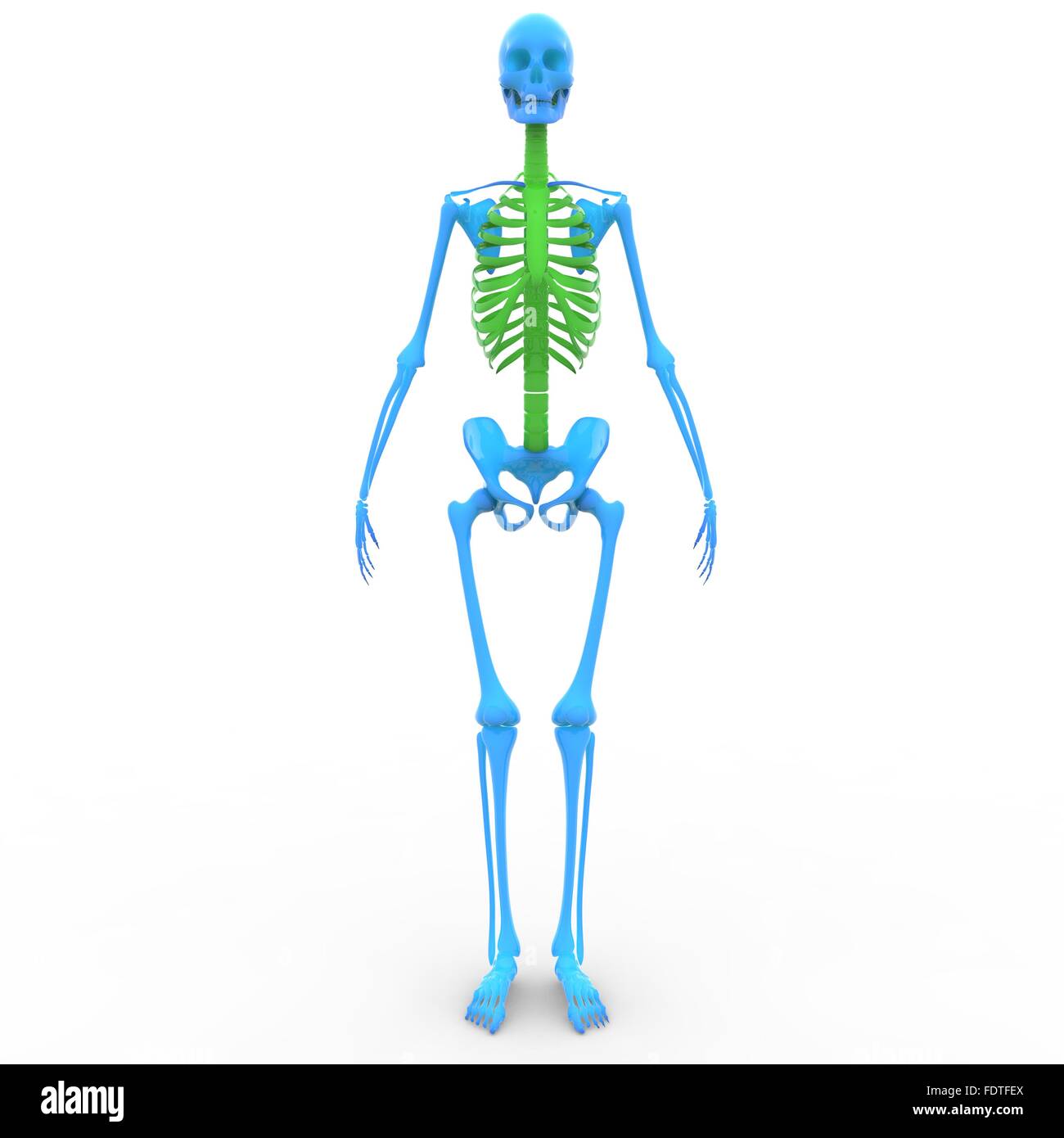 Menschliches Skelett System Anatomie Stockfotografie - Alamy