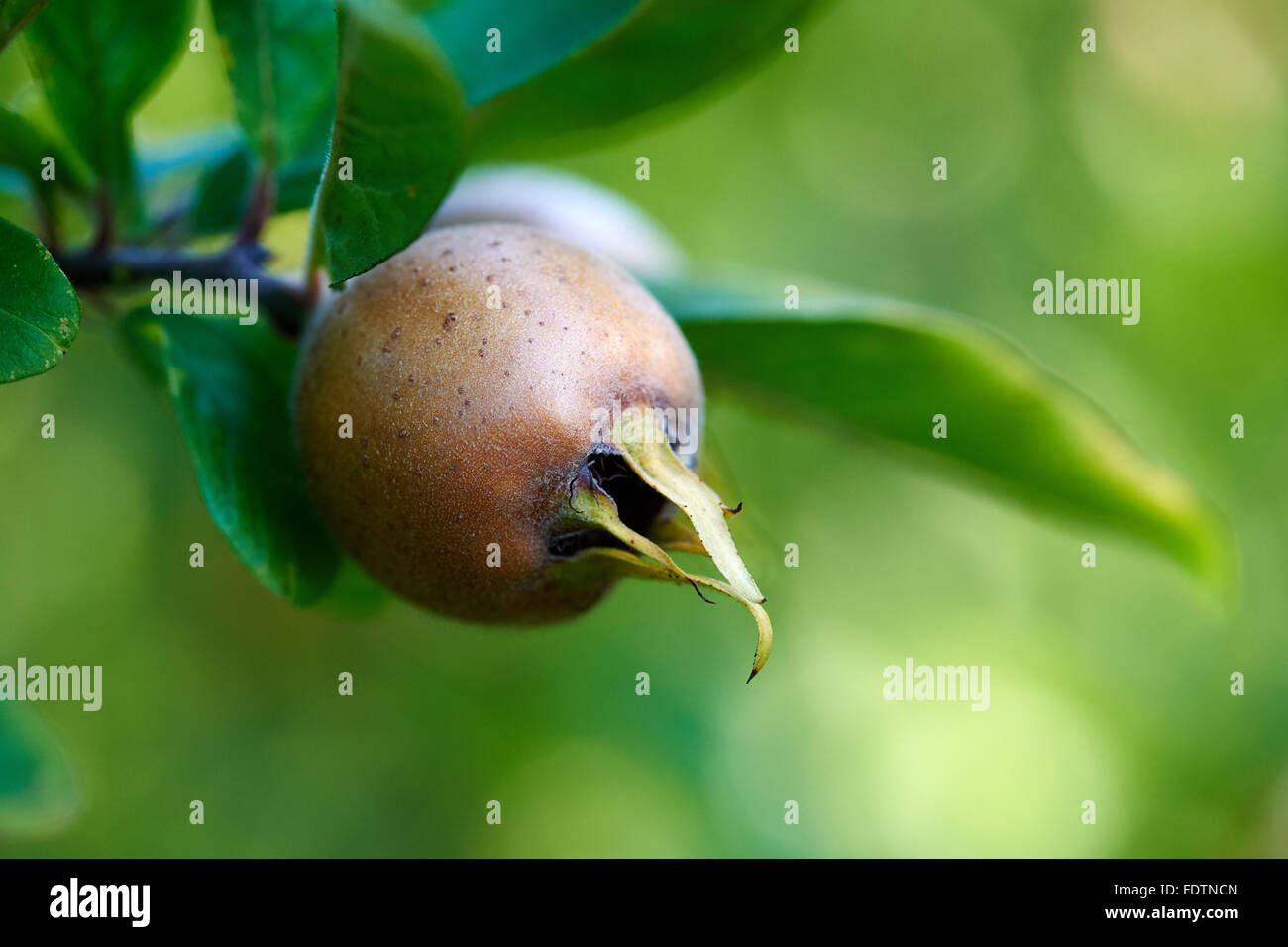 Wilde Mispel Fotos Und Bildmaterial In Hoher Aufl sung Alamy Wilde Mispel Fotos Und Bildmaterial In Hoher Aufl sung Alamy