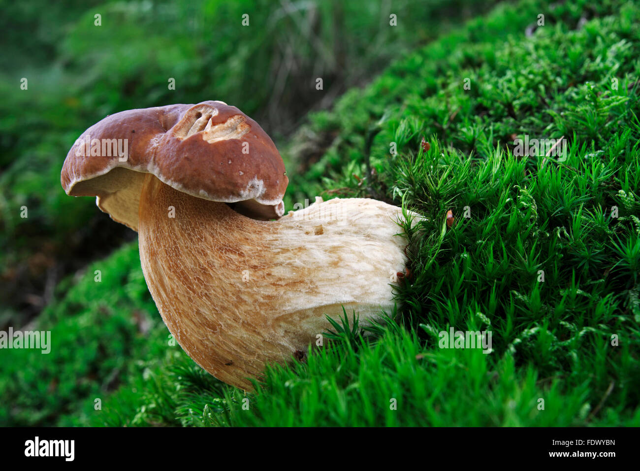 Uk Steinpilz Stockfotos und -bilder Kaufen - Alamy