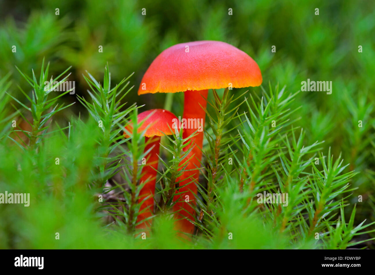 Zinnoberroter wachsdeckel -Fotos und -Bildmaterial in hoher Auflösung ...