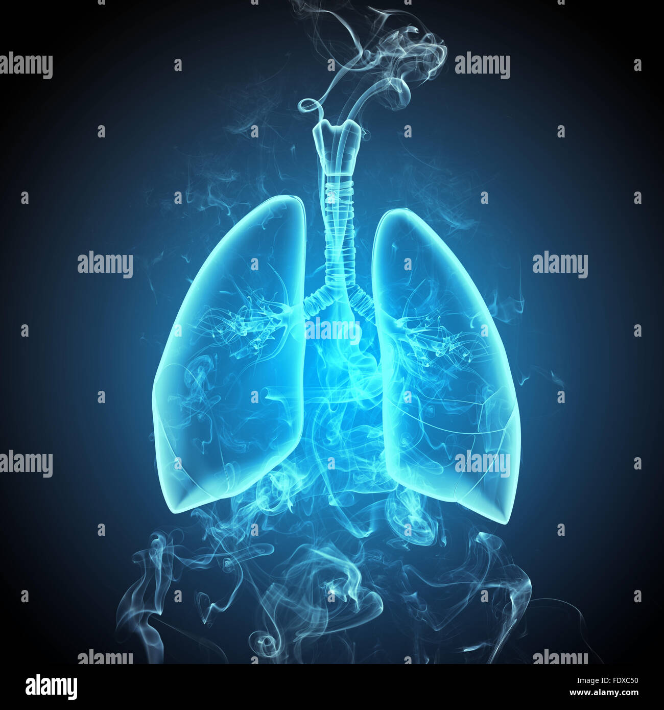 Schematische Darstellung der menschlichen Lunge mit den verschiedenen ...