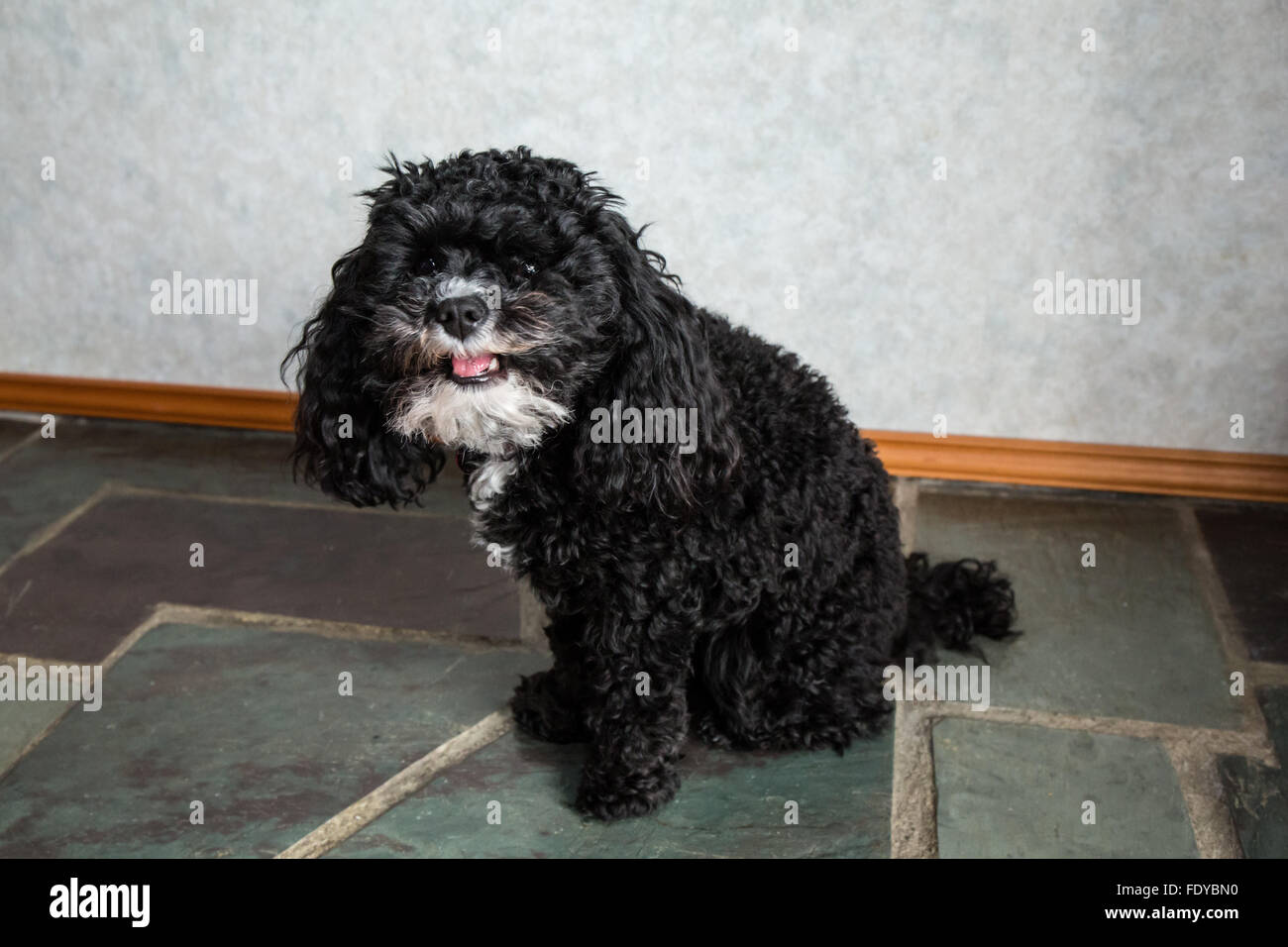 Teddy poodle -Fotos und -Bildmaterial in hoher Auflösung – Alamy