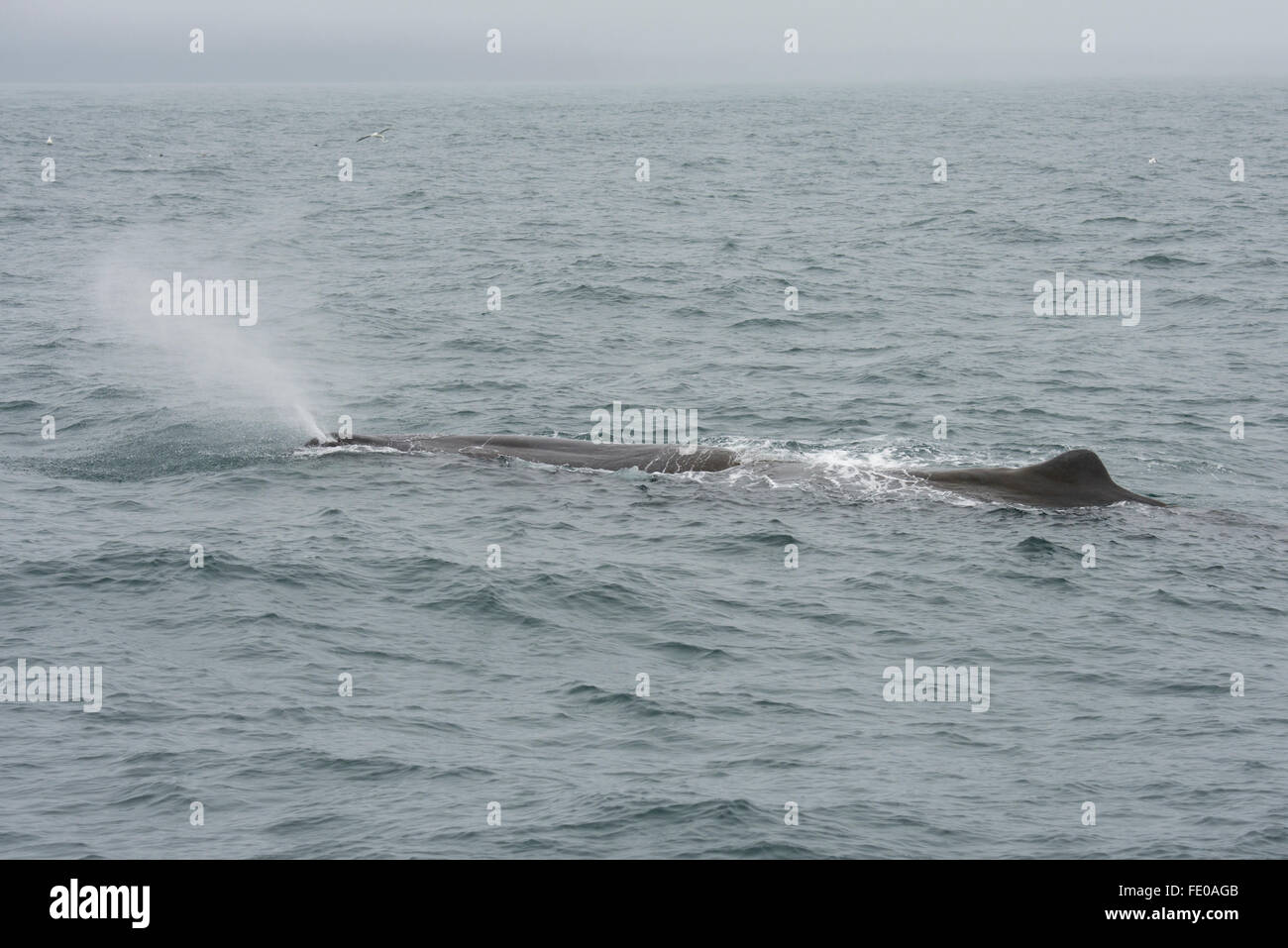 Neuseeland, Südinsel, Kaikoura. Männliche Pottwal (Physeter ...