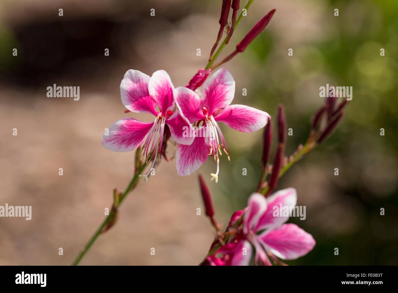 Gaura lindheimeri siskiyou pink -Fotos und -Bildmaterial in hoher ...