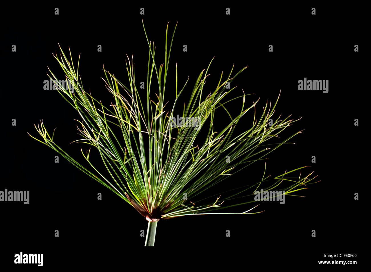 Echter Papyrus Stockfotos und -bilder Kaufen - Alamy