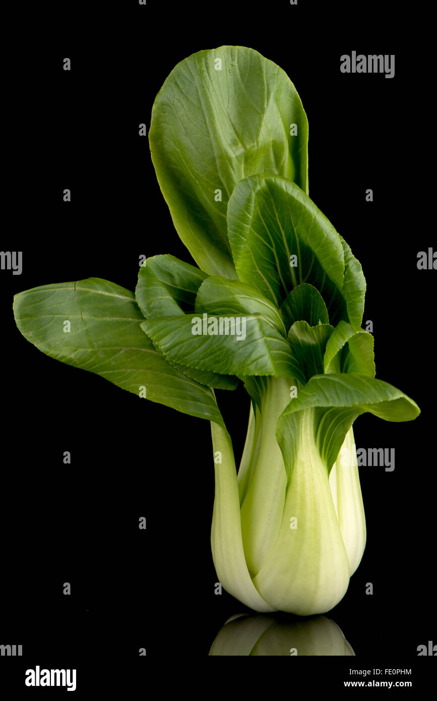 Shanghai pak choi shanghai senfkohl -Fotos und -Bildmaterial in hoher ...