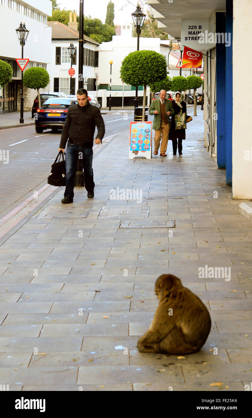 Pelziger affe -Fotos und -Bildmaterial in hoher Auflösung – Alamy