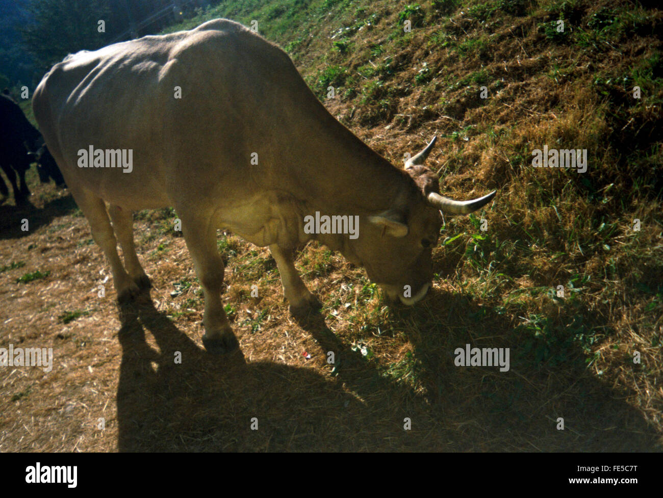 Side View Cow On Pasture Stockfotos & Side View Cow On Pasture Bilder ...