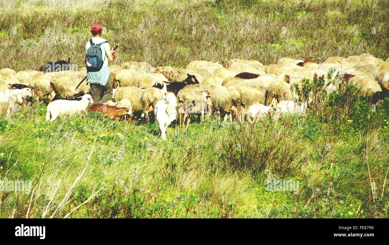 Der hirte und seine herde -Fotos und -Bildmaterial in hoher Auflösung ...