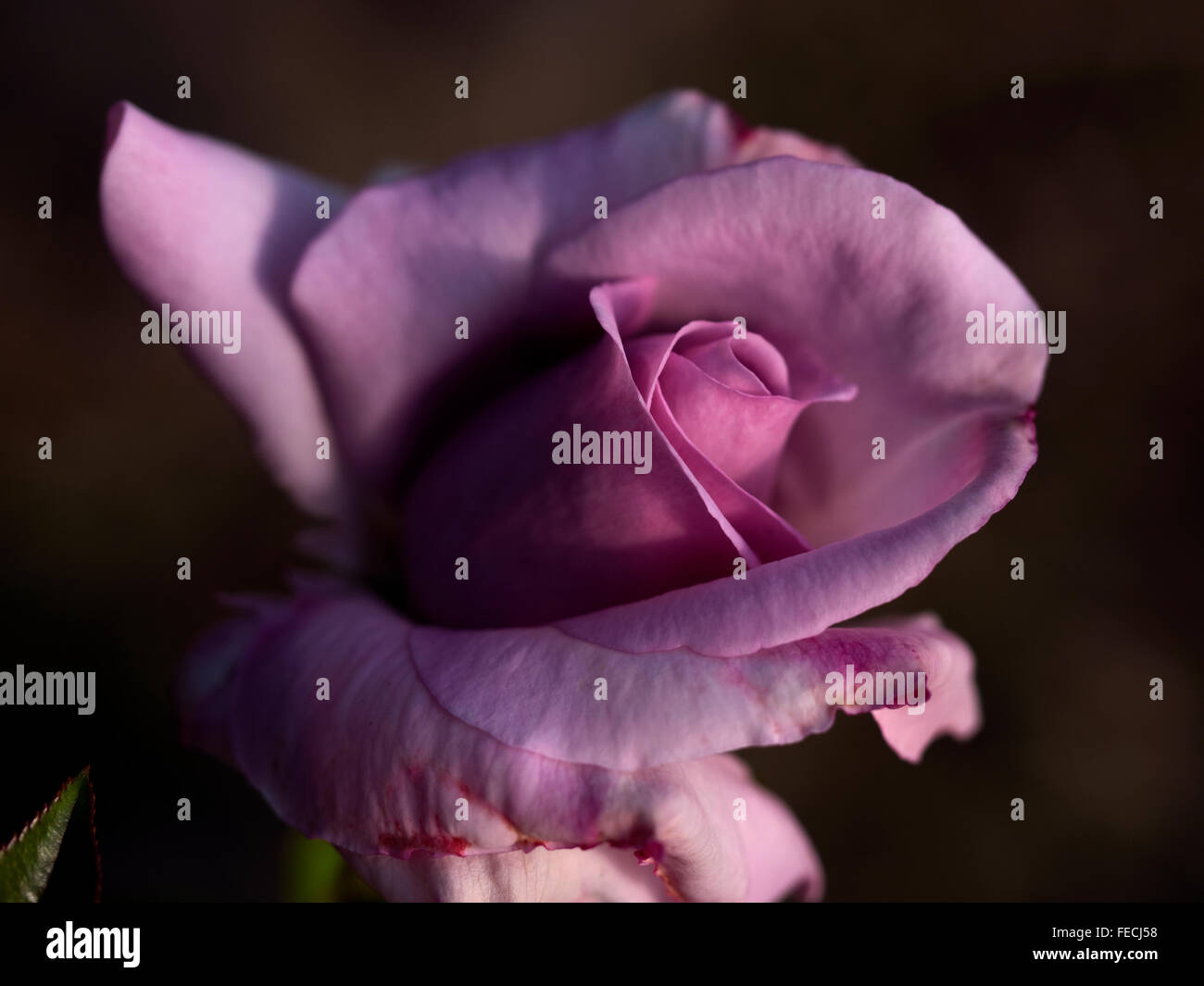 Lila blaue farbe -Fotos und -Bildmaterial in hoher Auflösung – Alamy