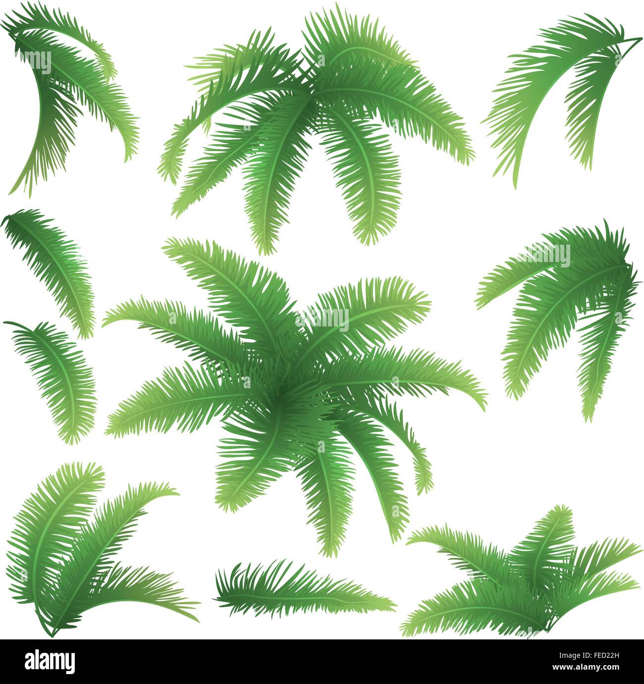 Baum vegetation zweige zweig Stock-Vektorgrafiken kaufen - Alamy