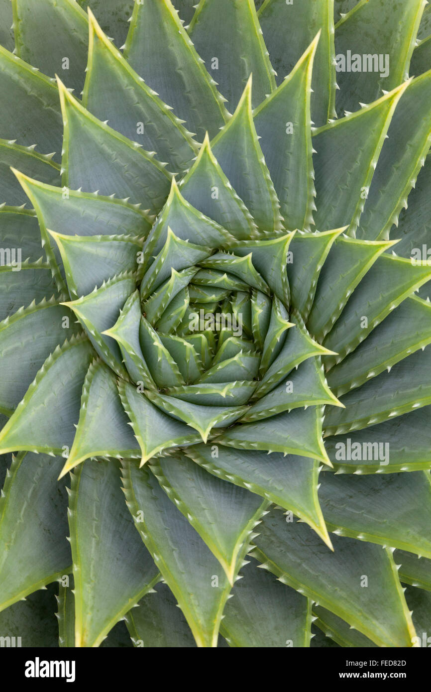 Mit aloe vera Stockfotos und -bilder Kaufen - Alamy