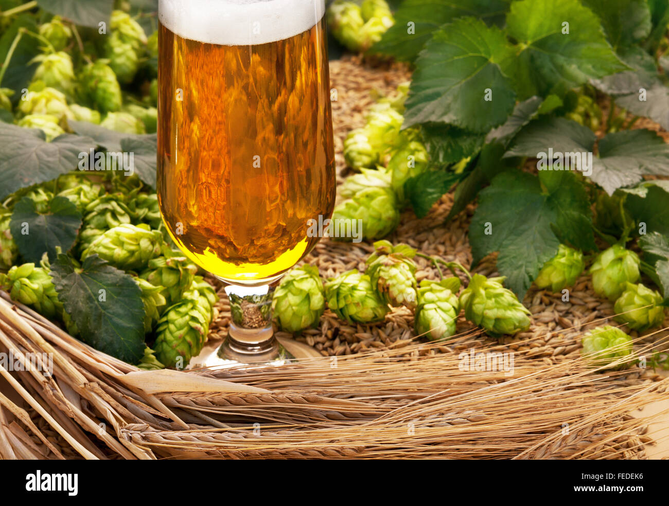 Glas Bier mit Gerste und Hopfen-Zapfen Stockfotografie - Alamy