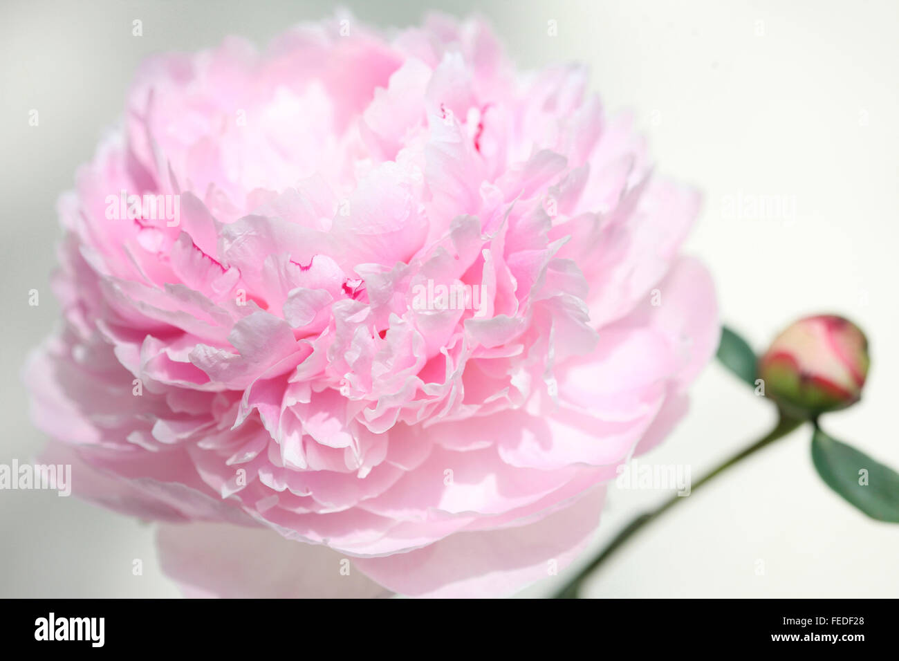 Paeonia Lactiflora Sarah Bernhardt rosa Pfingstrose, verkörpern sie ...
