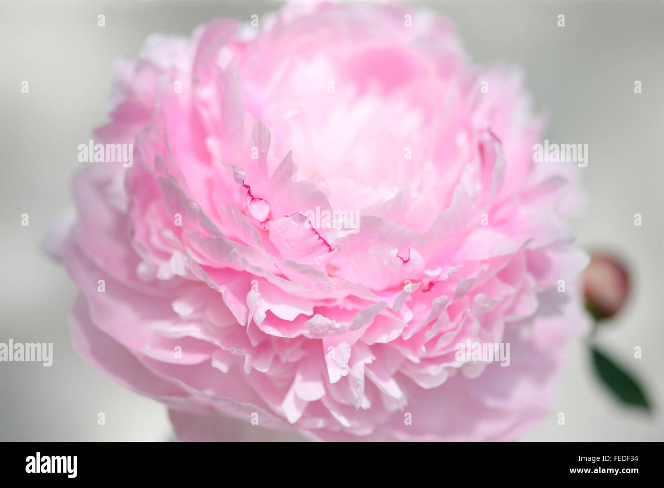Paeonia Lactiflora Sarah Bernhardt rosa Pfingstrose, verkörpern sie ...