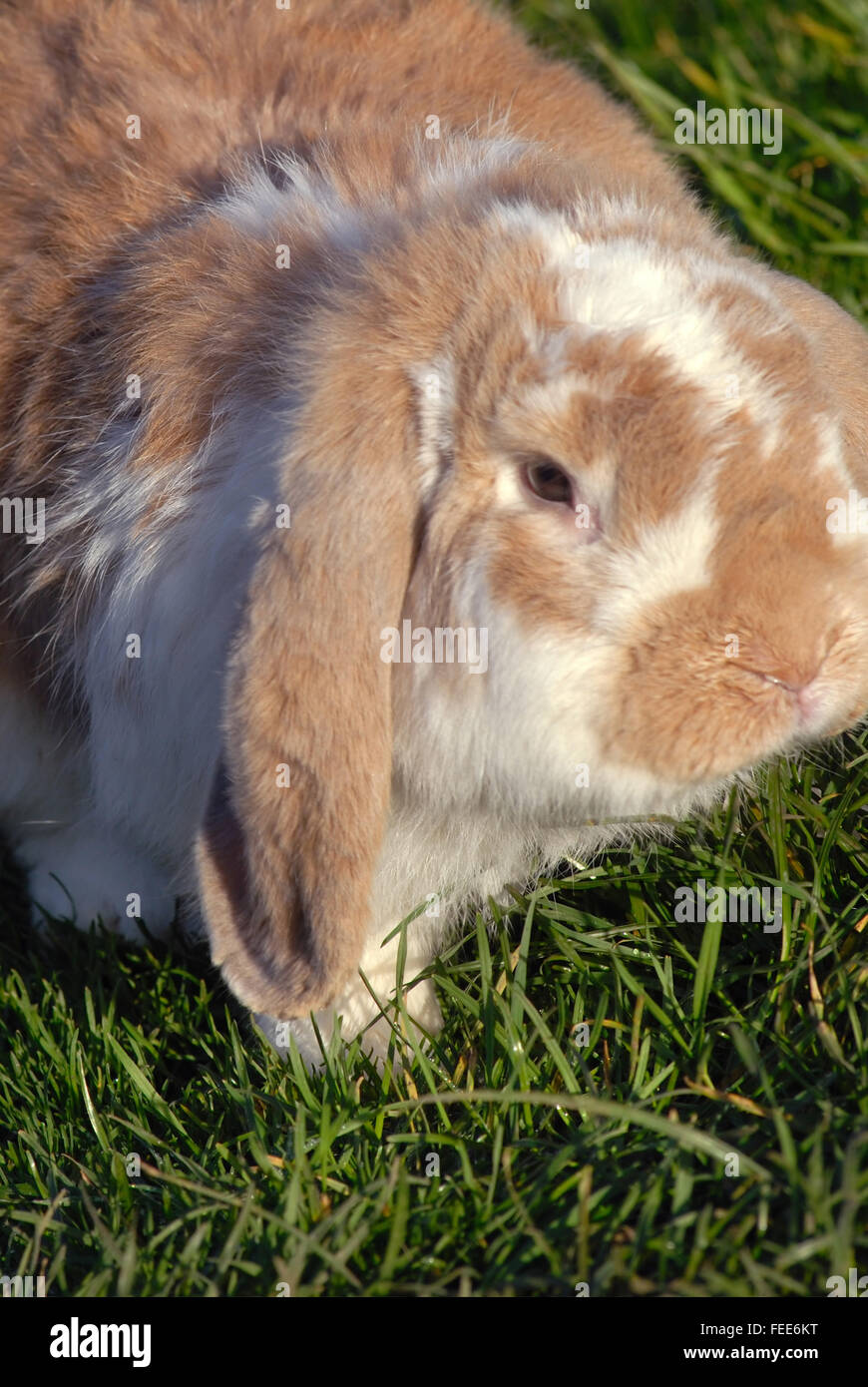 Hasenohr hase -Fotos und -Bildmaterial in hoher Auflösung – Alamy