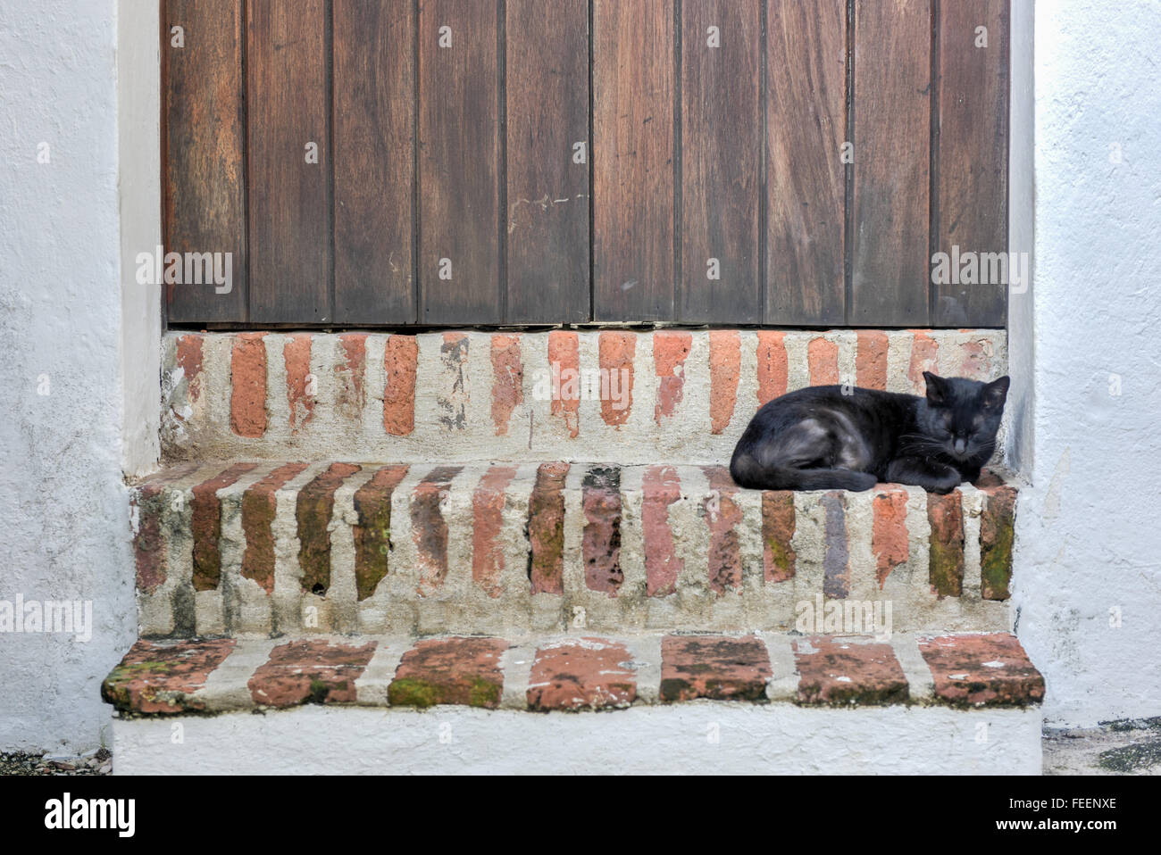 Katze auf den Straßen von Old San Juan, Puerto Rico Stockfotografie - Alamy