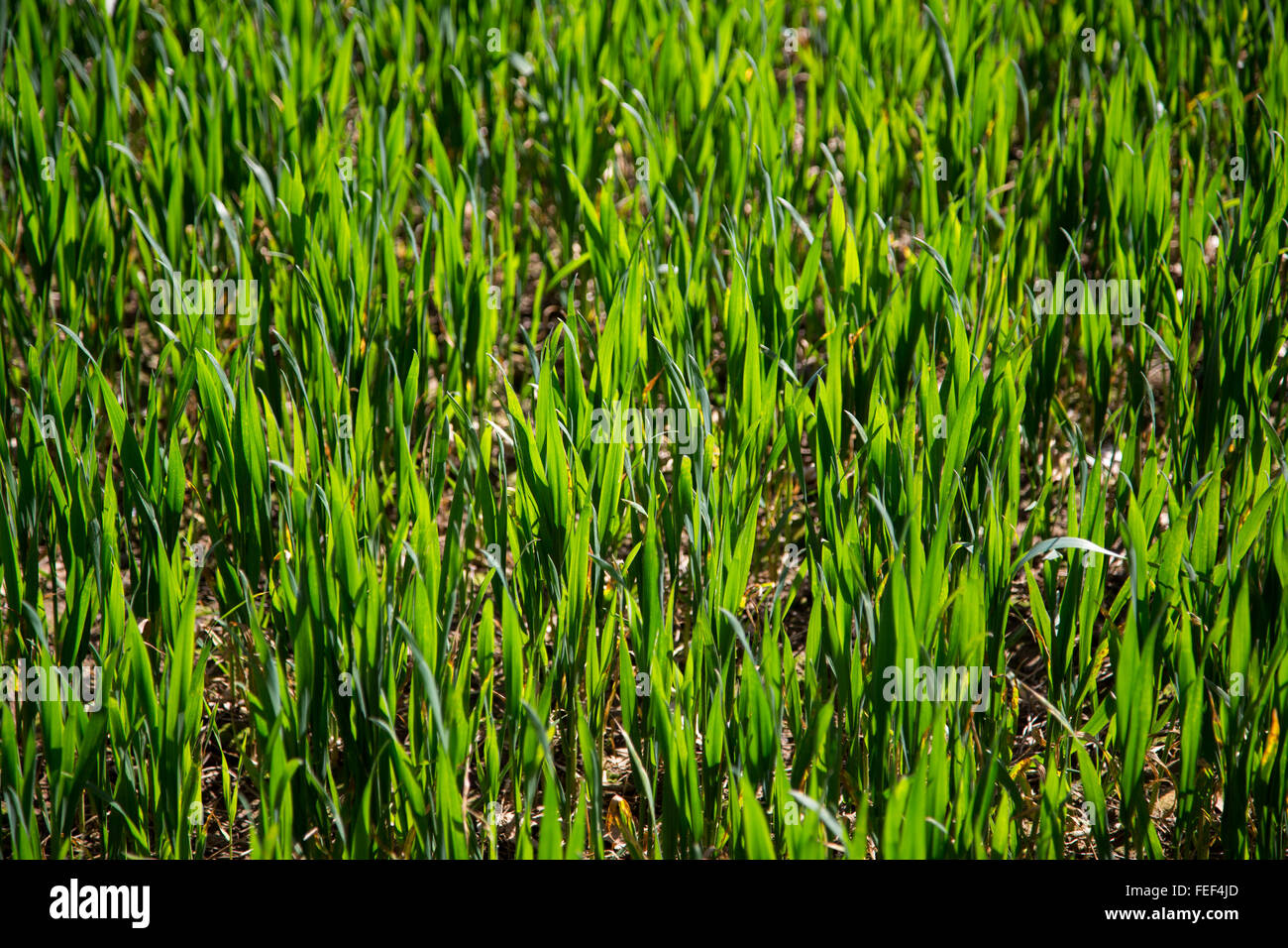 Frische junge grüne Weizen-Getreide wächst in einem Feld ...