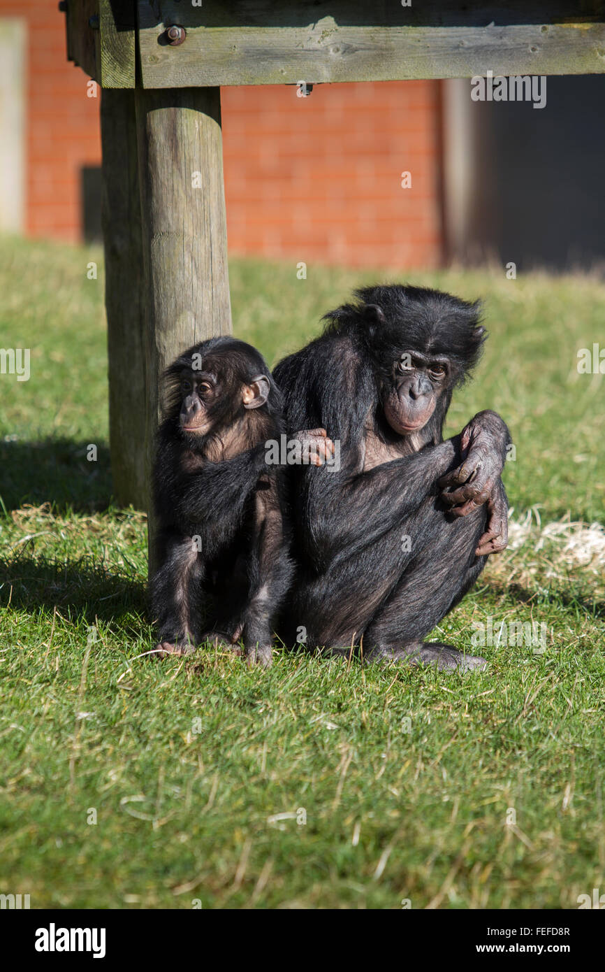 Chimpanzee baby mother back -Fotos und -Bildmaterial in hoher Auflösung ...