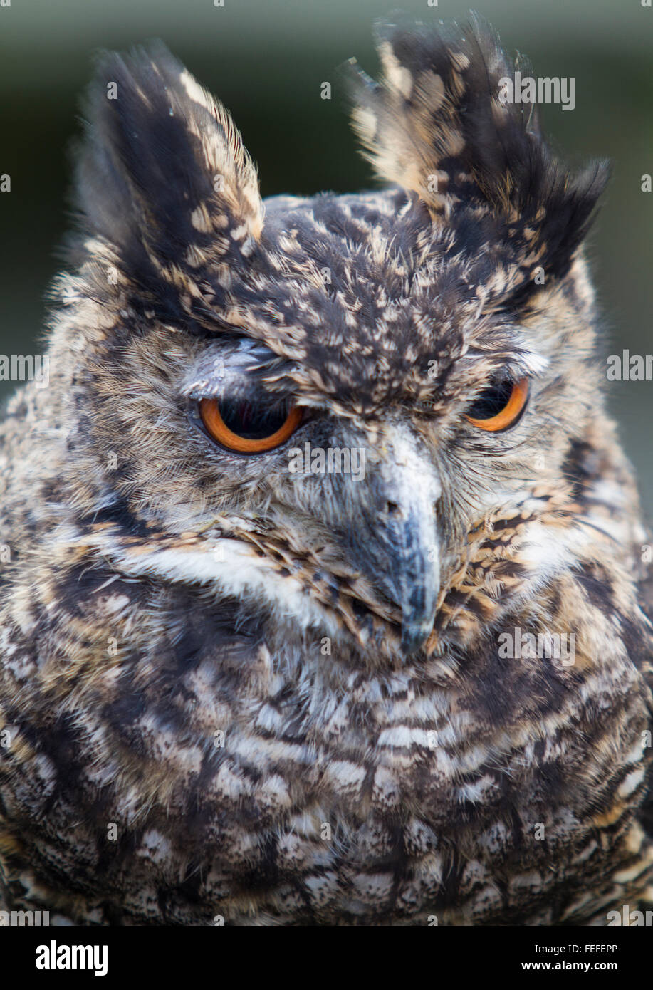 Eule der ohren -Fotos und -Bildmaterial in hoher Auflösung – Alamy