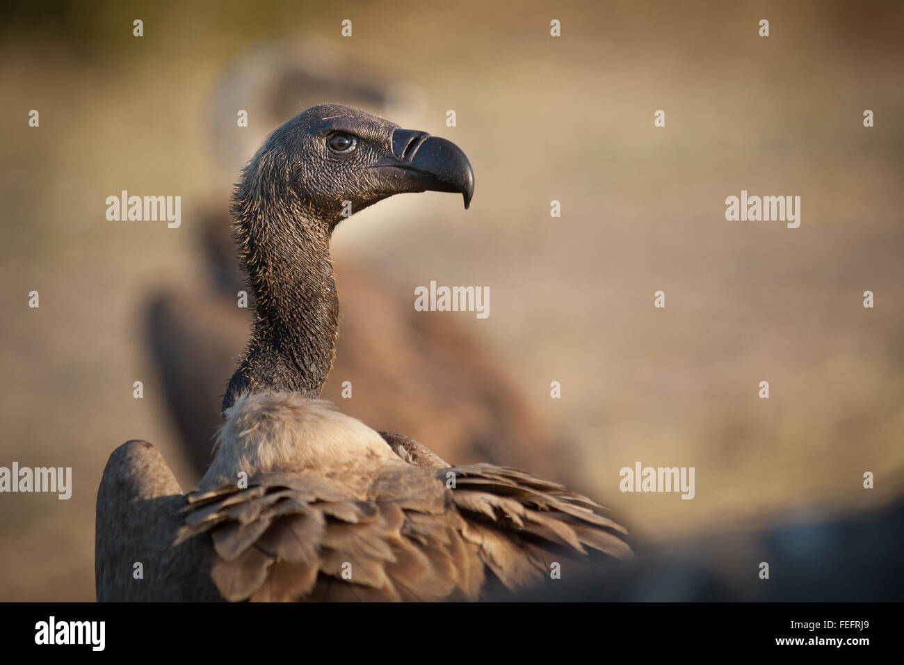 Geier Vogel Stockfotos und -bilder Kaufen - Alamy