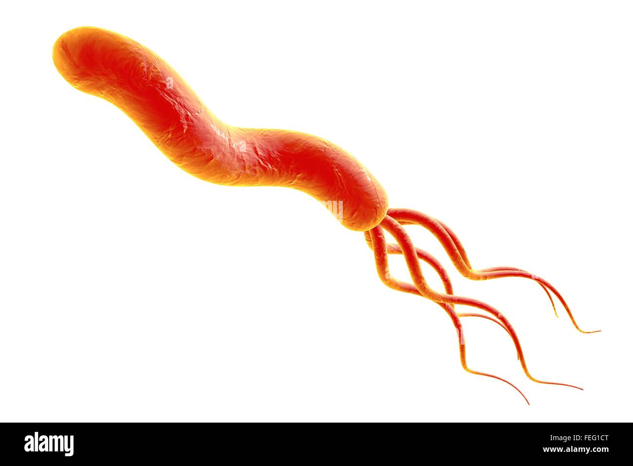 Bakterium helicobacter pylori -Fotos und -Bildmaterial in hoher ...